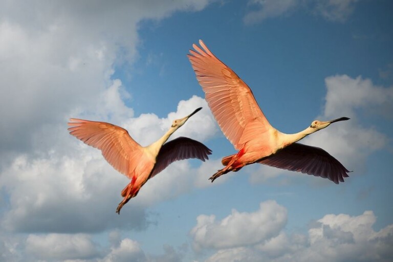 How To Spot Wild Flamingos In The Florida Keys - Commercial Real Estate ...